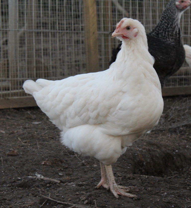 Laying Hens for Sale