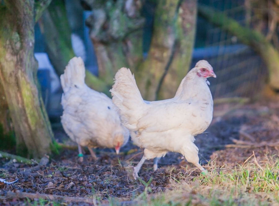 Laying Hens for Sale